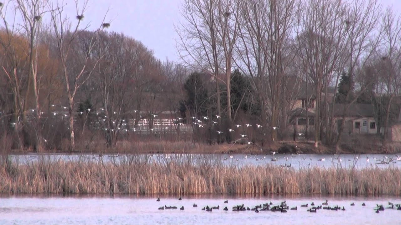 Nicholson Wildlife Refuge - Snow & Ross's Geese - Racine Co. - 13 March ...
