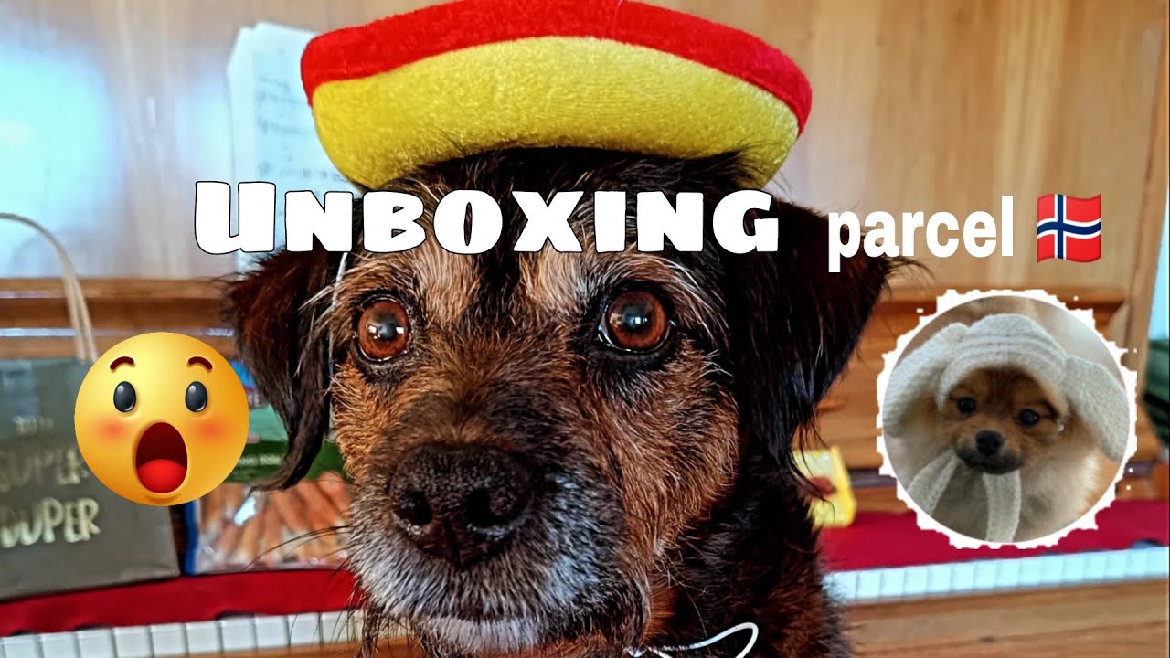 Lui & family reactions | unboxing 🎁Norway 🇳🇴 Takk @Hendopomeranianpuppy ...