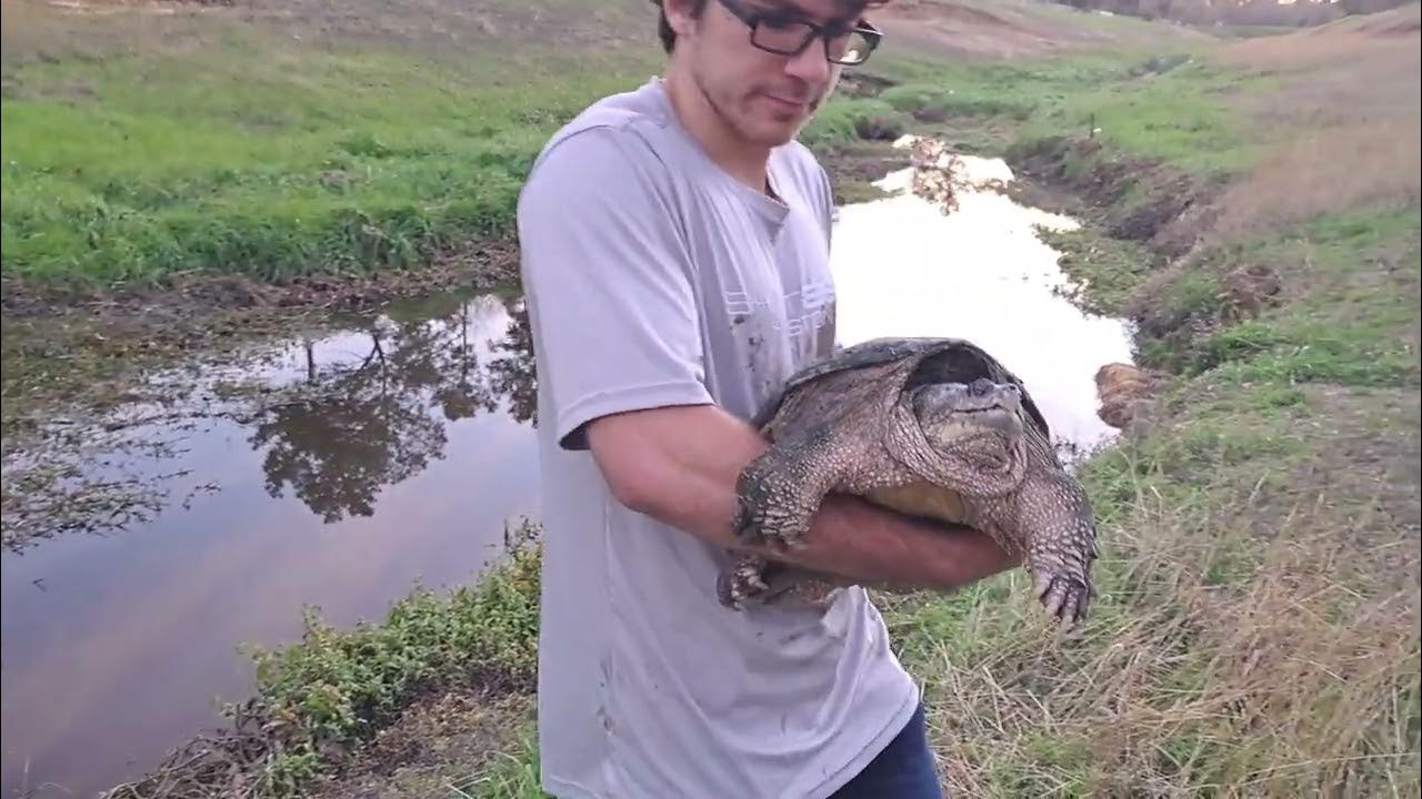 Holding my biggest heaviest snapping turtle I have ever Caught - YouTube