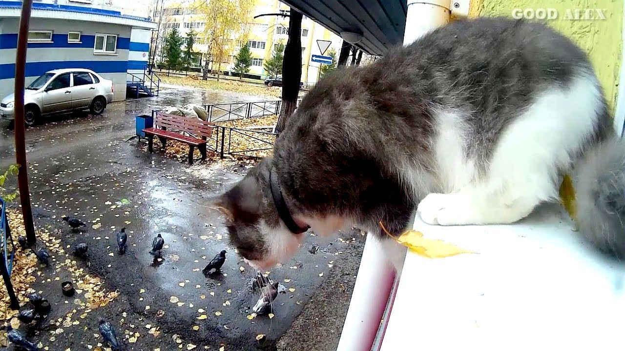 Cat vs Birds: Cat wants to Attack - YouTube