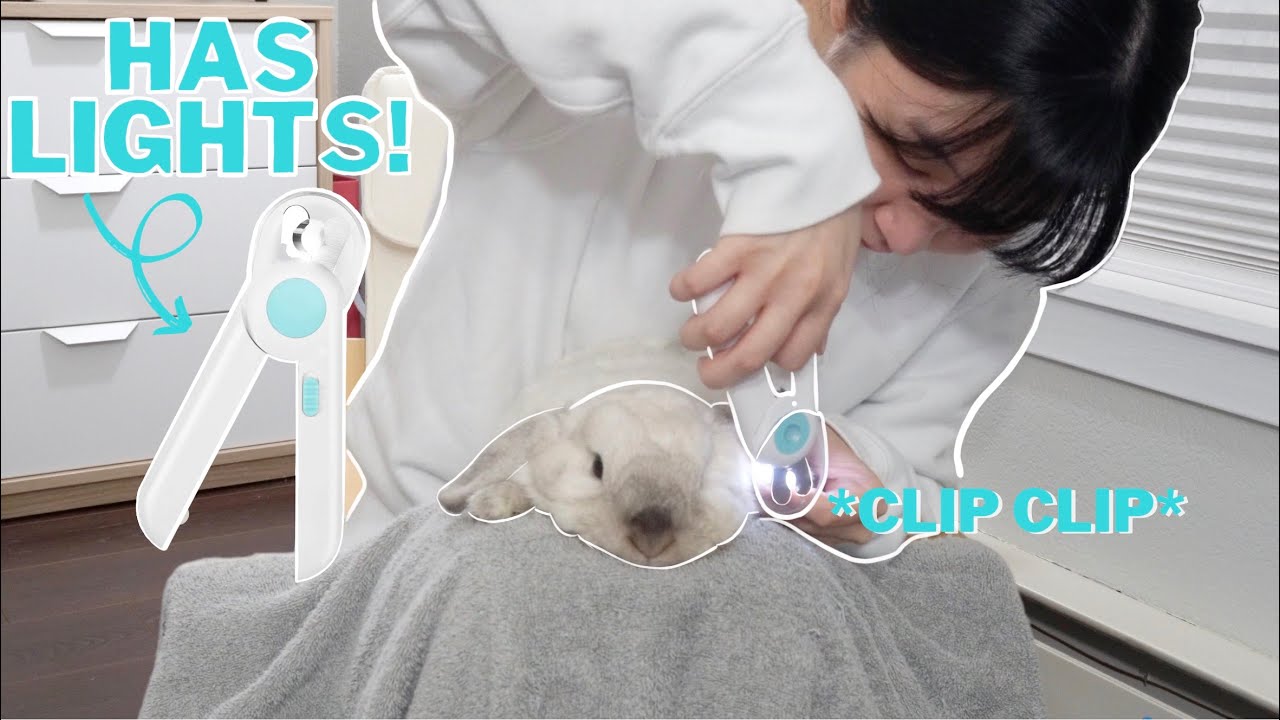 Bunny Pawdicure | How I Trim My Bunny's Nails - YouTube
