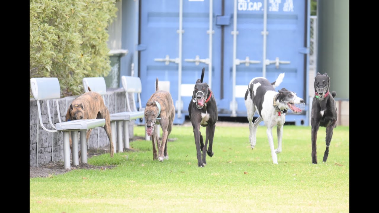 🍁🐾 GSN Autumn Playdate 2024 🐶🧡 - YouTube