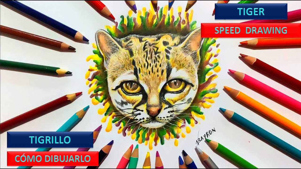 DIBUJANDO UN TIGRILLO - TIGER SPEED DRAWING - YouTube