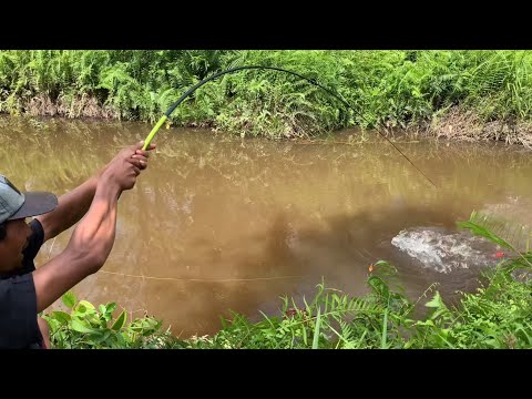 BERTAHUN TAHUN NGGAK ADA YANG MANCING IKAN DI SUNGAI INI JADI MONSTER-MONSTER-SUNGAI DALAM HUTAN