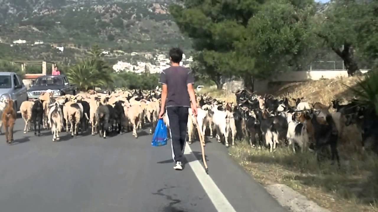 Τα ζώα ανεβαίνουν στο Οροπέδιο του Καθαρού - YouTube