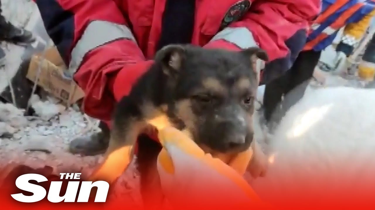 Puppies reunite with mother after their rescue from earthquake debris ...