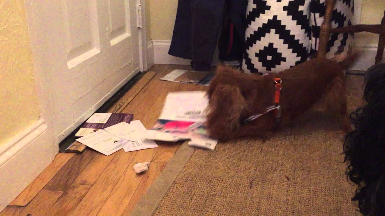 Cute dog eats mail - YouTube
