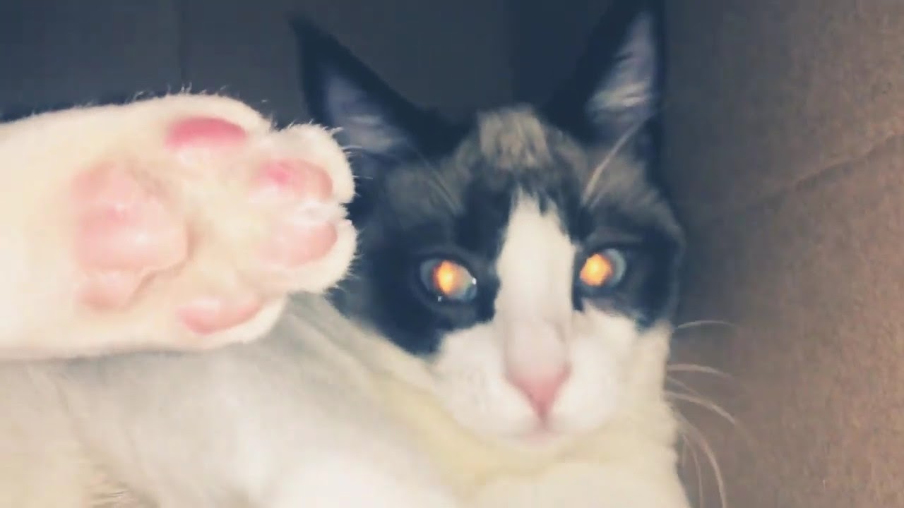 ASMR Cat with gorgeous blue eyes eating cardboard box to a melody on a ...