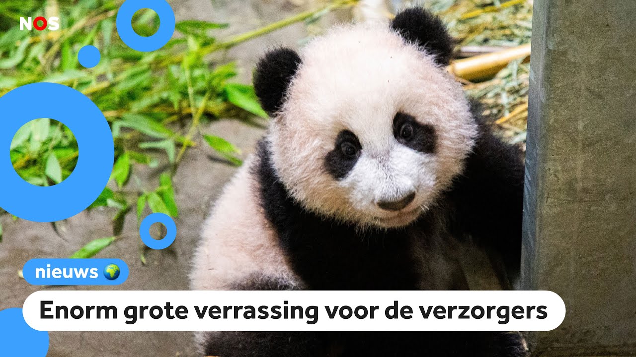 Panda die in Nederland geboren is blijkt ineens meisje te zijn 🐼 - YouTube