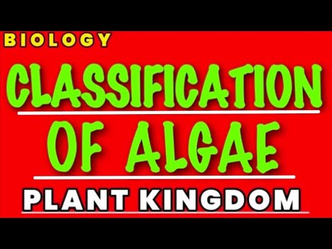 Classification of Algae | Plant Kingdom | class 11 biology - YouTube