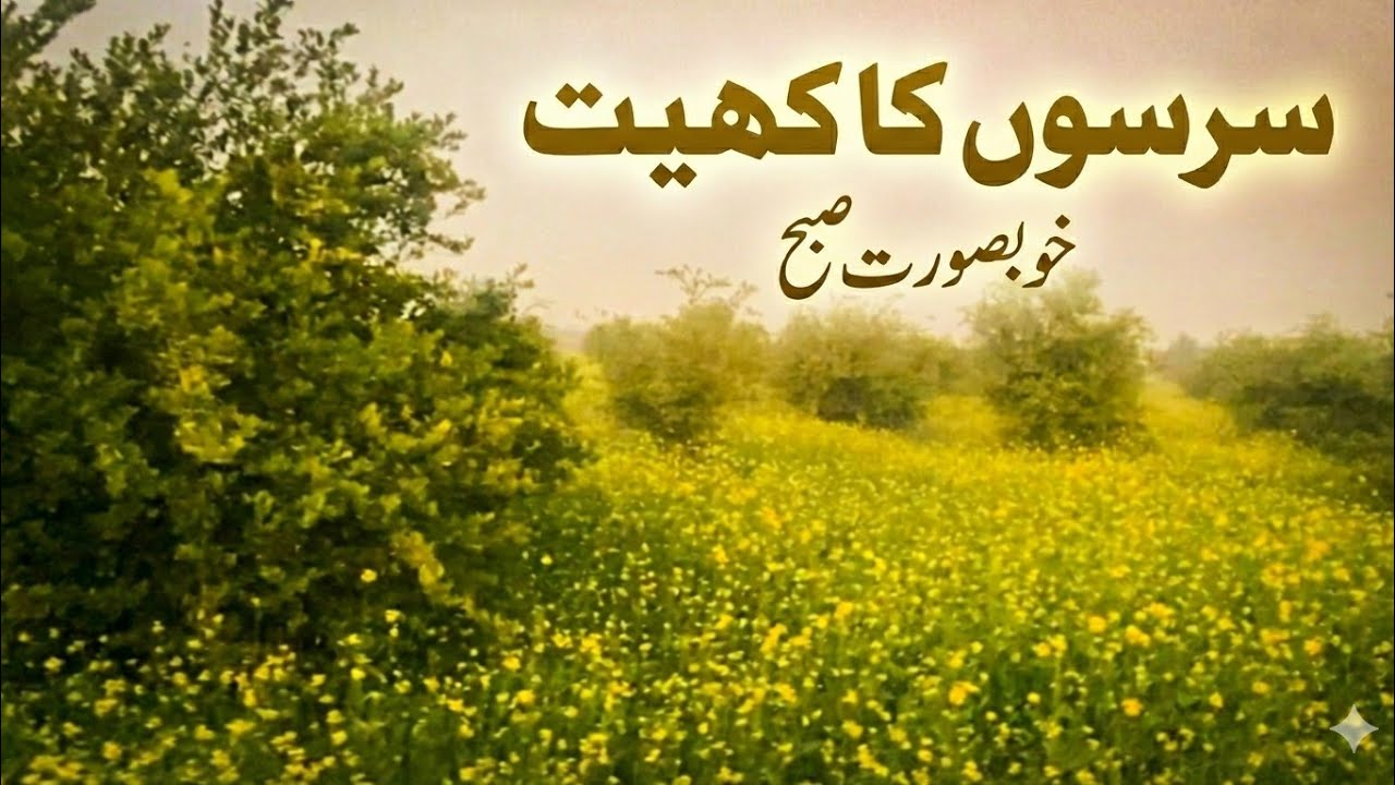 Gaon mein sarson ke khet aur iske fayde|| Rural life in Pakistan ...