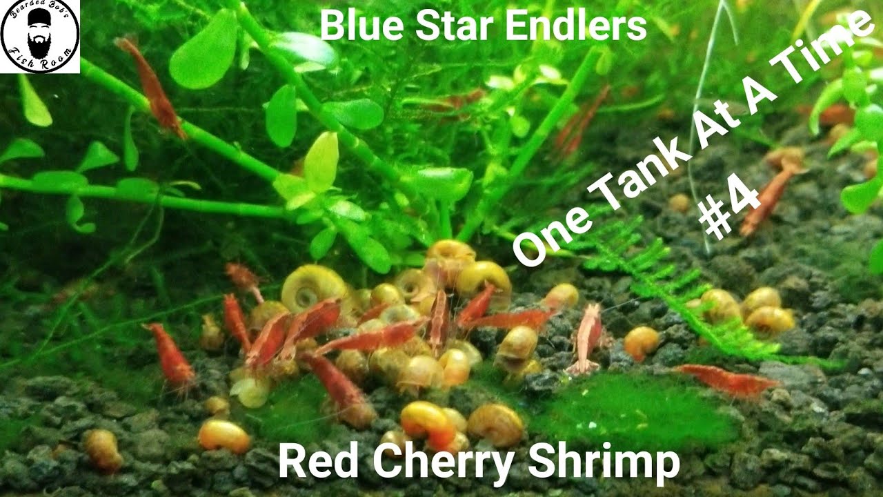 20 Gallon Blue Star Endler / Red Cherry Shrimp Tank - YouTube