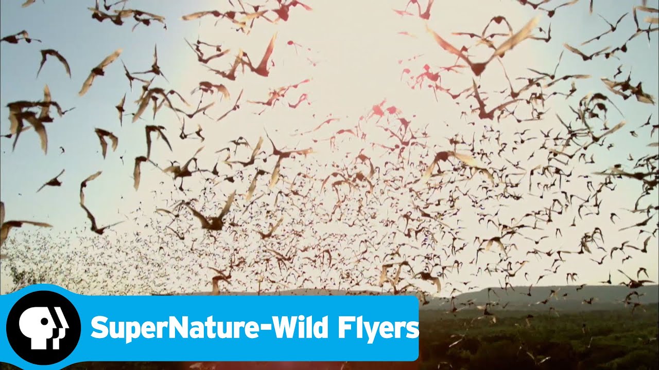 SUPERNATURE - WILD FLYERS | Bats Emerging | PBS - YouTube