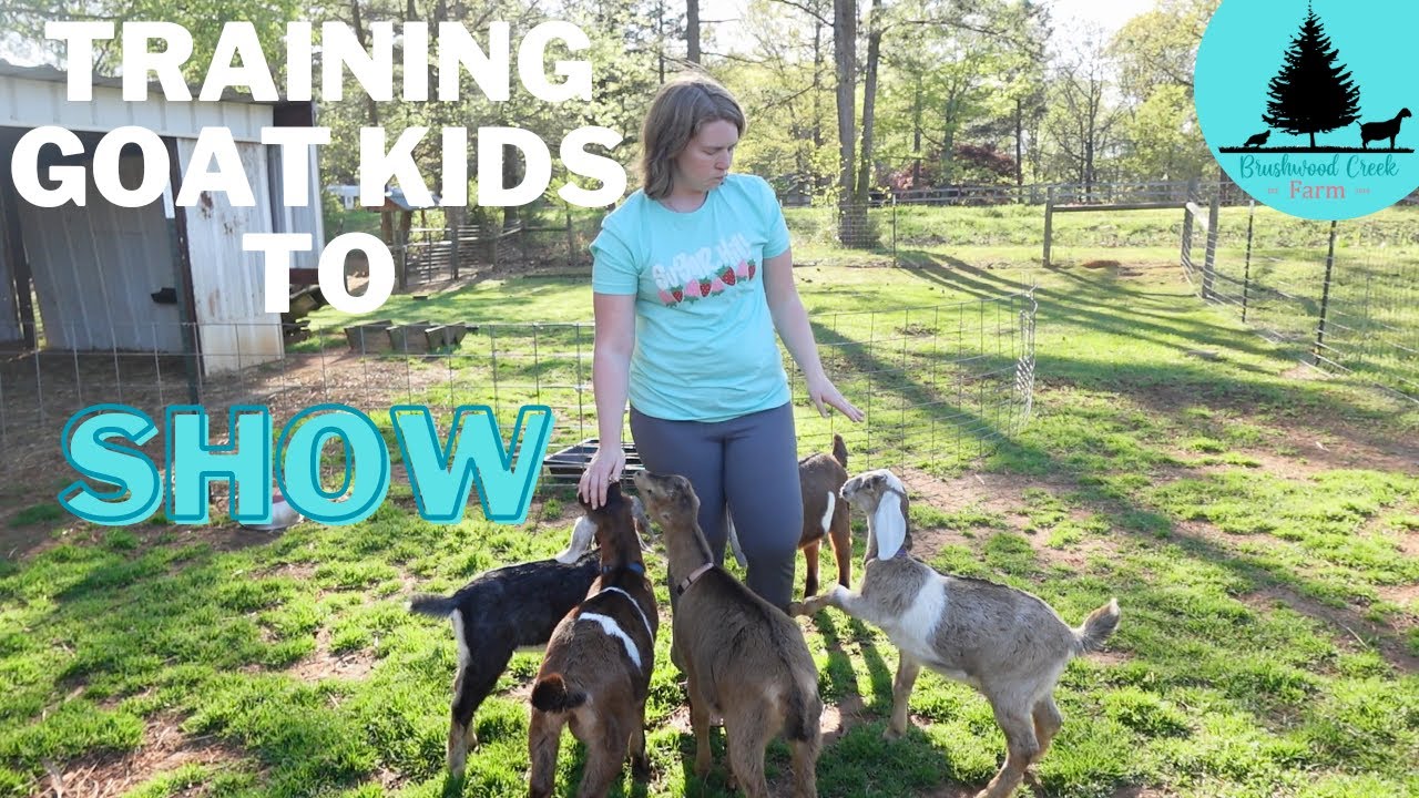 Training Our Goats To Show - YouTube