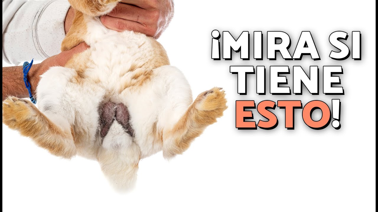 🔎 ¿CÓMO saber si mi CONEJO es MACHO o HEMBRA? 🐇🐰 | ¡PASO a PASO muy ...