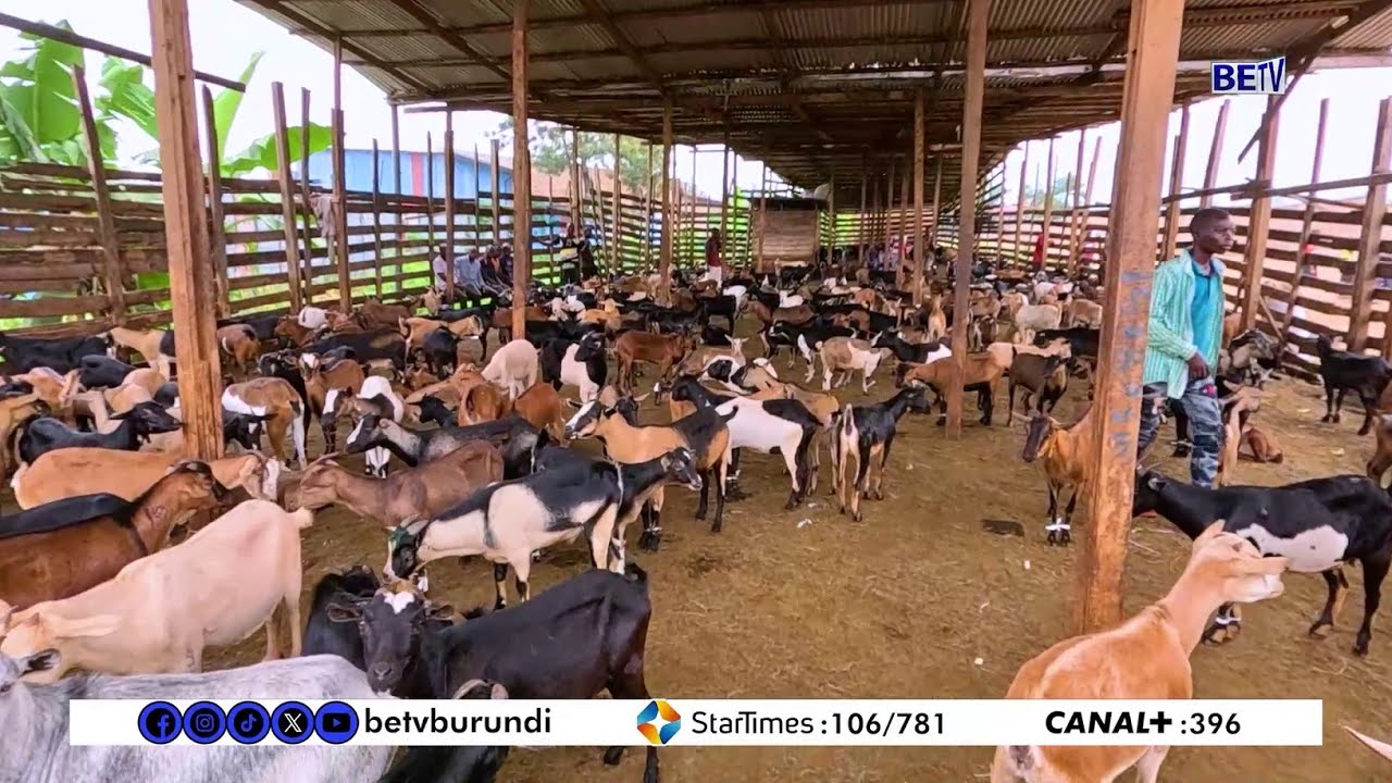 Inyama z'impene zisigaye zizimvye cane. Iki nico kiitera. - YouTube