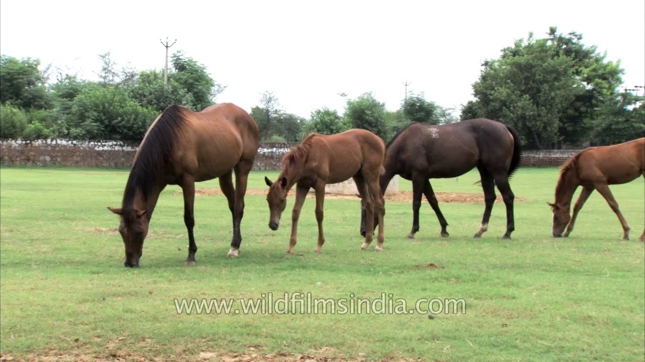 Horses in their own yard - YouTube