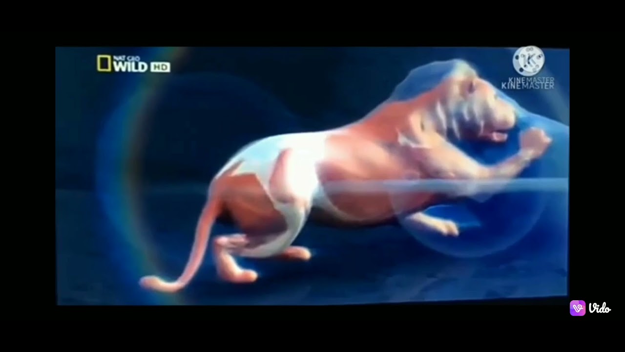 Nat Geo wild said that lions have more muscle mass than any mammal and ...
