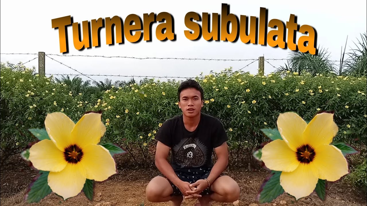 Penyerbuk Alami dan Pemangsa Alami Ulat Api Tanaman Pukul 8 (Turnera ...