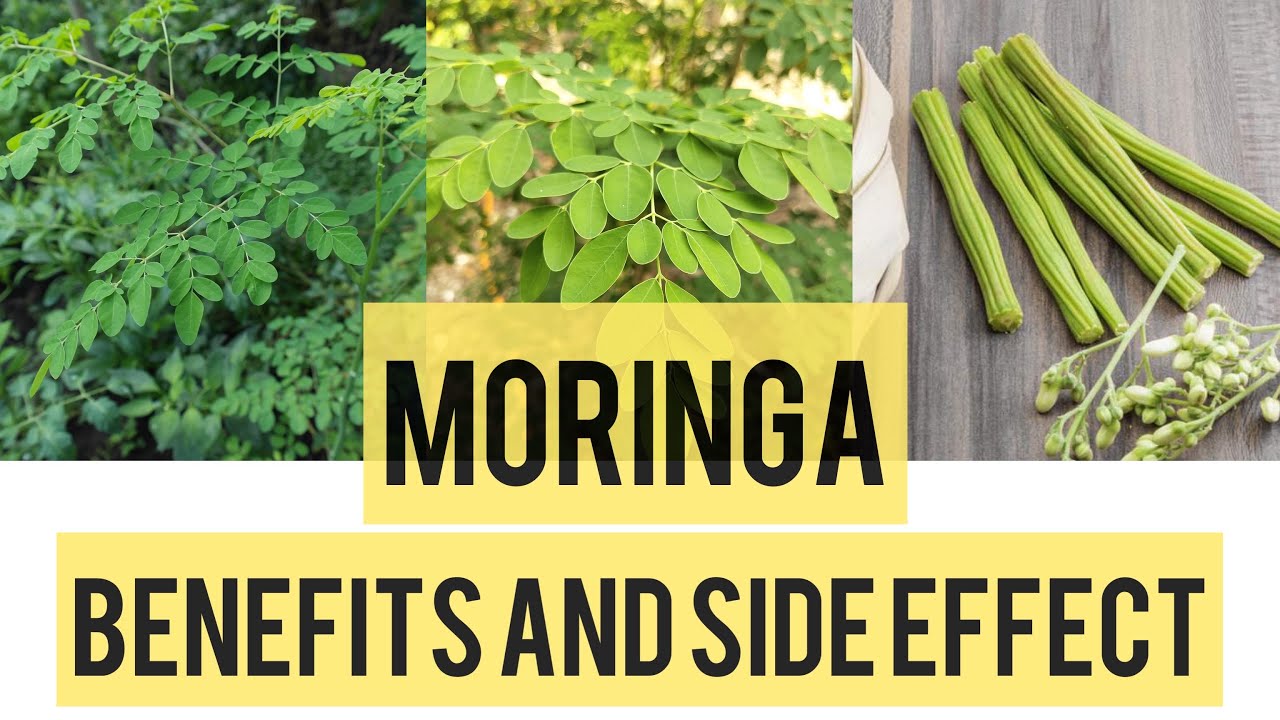 Health benefits of Moringa || Side Effect || The Truth About Moringa || Moringa Health Benefits ...