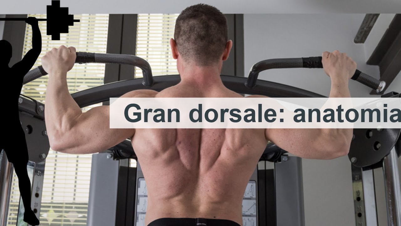 Gran dorsale: anatomia - YouTube