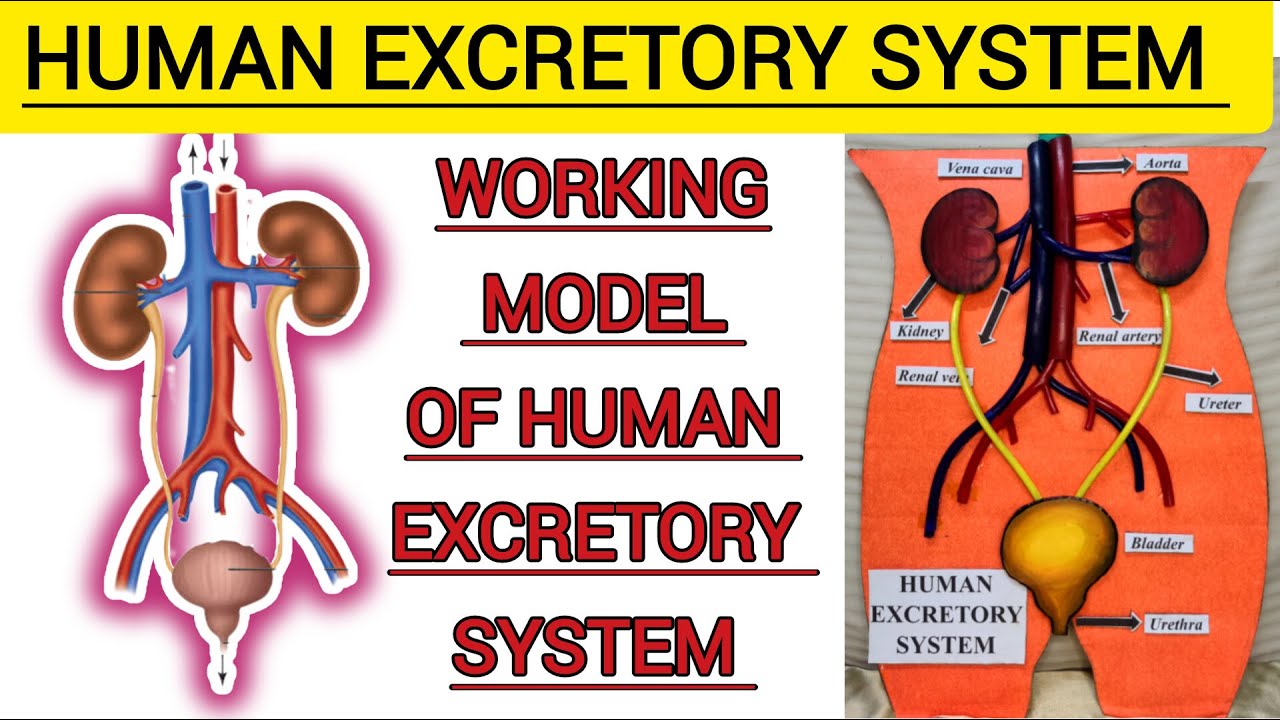 WORKING MODEL OF HUMAN EXCRETORY SYSTEM|kidney working model|Science ...