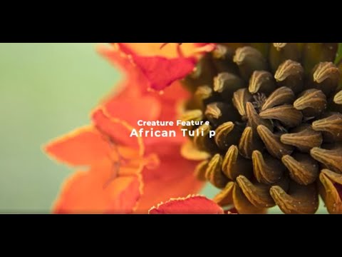 What Kind Of Trees Are Native To The Cook Islands
