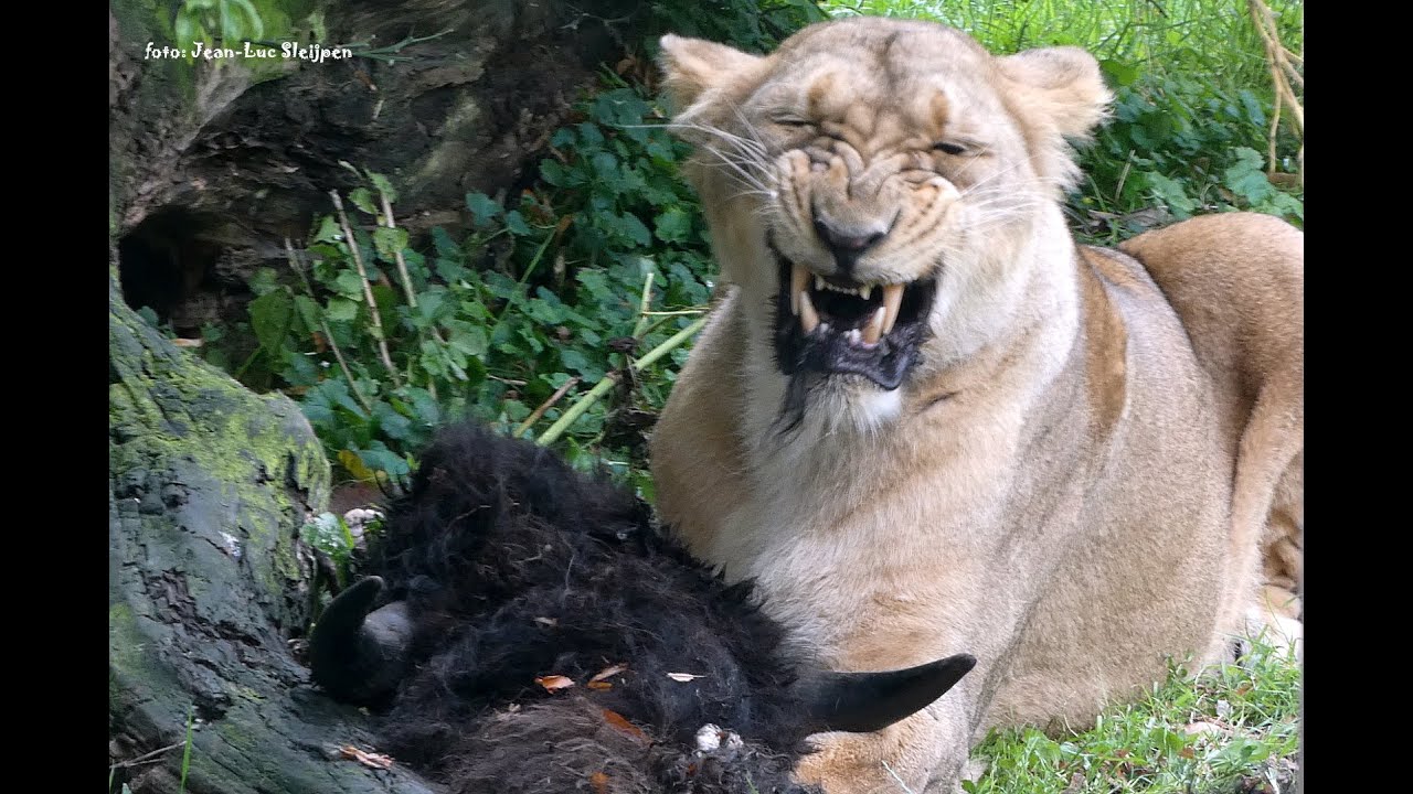 Special Feeding: Lion Feeds on Bison Head 🦁🥩 | Wildlife Observation ...