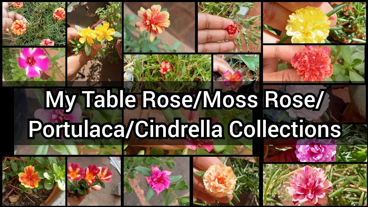 Table Rose Collection/Cindrella/பத்துமணி/Portulaca/Double portulaca ...