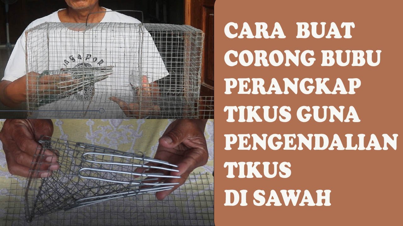 Cara Pembuatan Corong Bubu Perangkap Tikus Guna Pengendalian Hama Tikus ...
