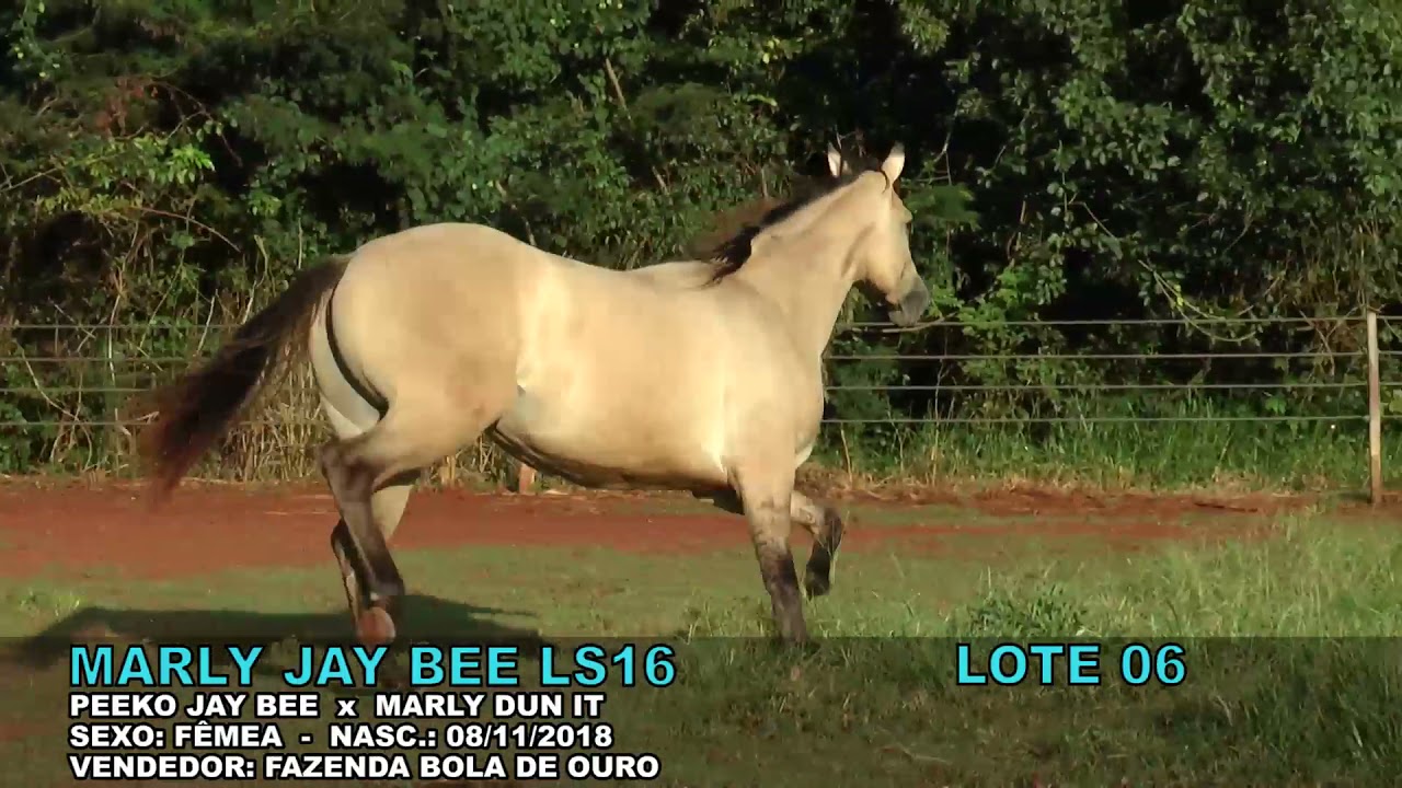 MARLY JAY BEE LS16 // GOLEILOES - YouTube