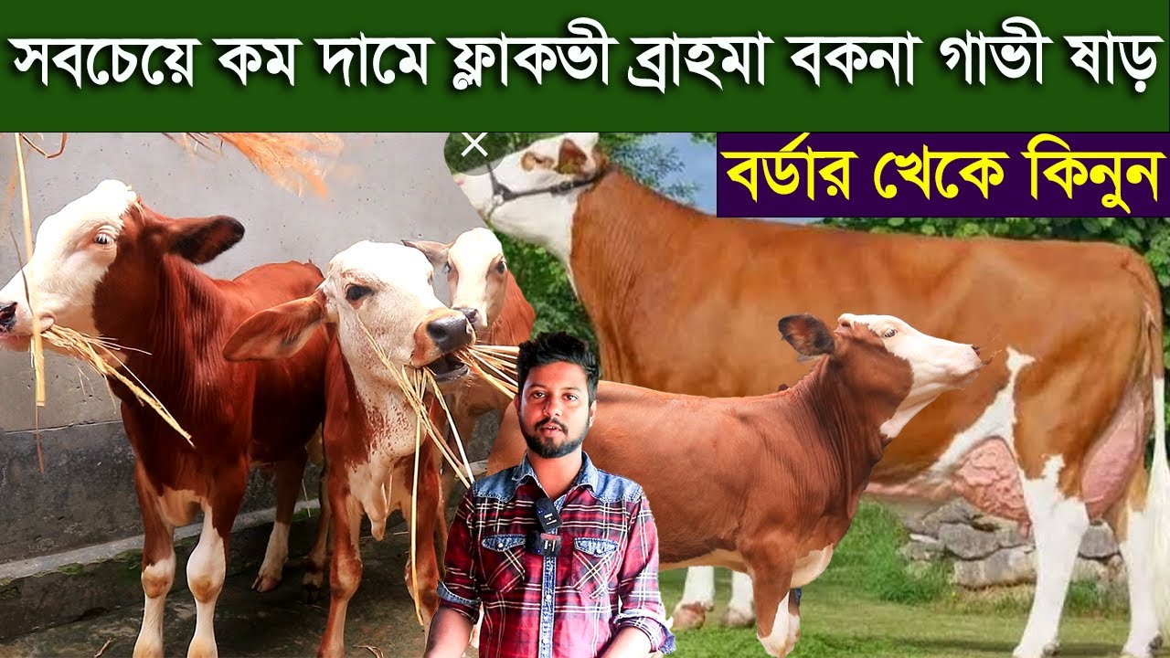 রিফাত ভাইয়ের সেরা অফার সবচেয়ে কম দামে ফ্লাকভী ব্রাহমা গাভী বকনা dairy ...