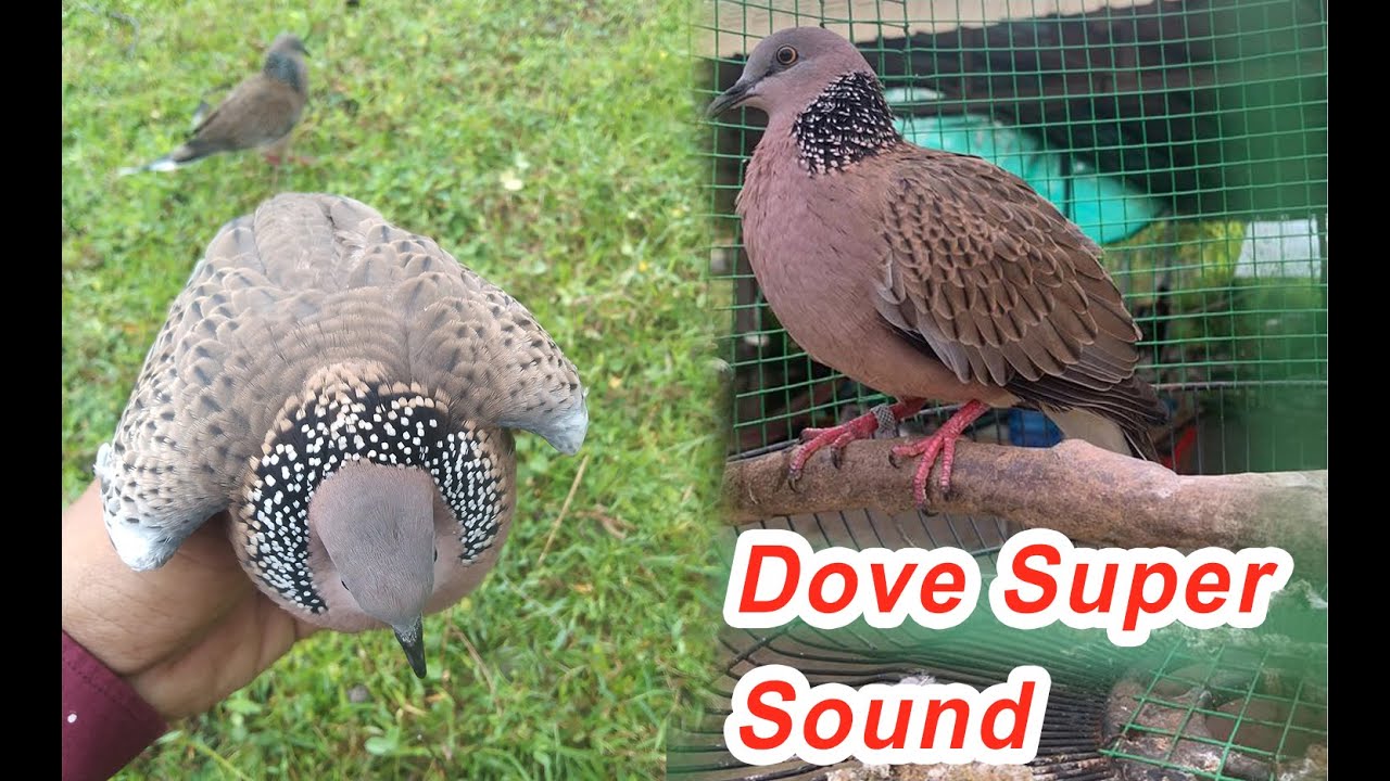 Dove Dove Sound Good- Dove Malaysia - YouTube