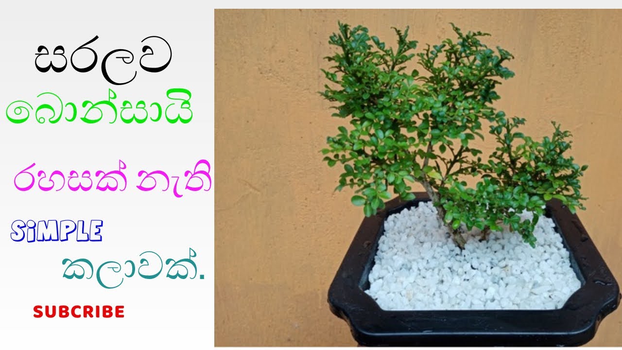 බොන්සායි පැළයක් සාදමු - how to make BONSAI (atteriya) Tree - YouTube