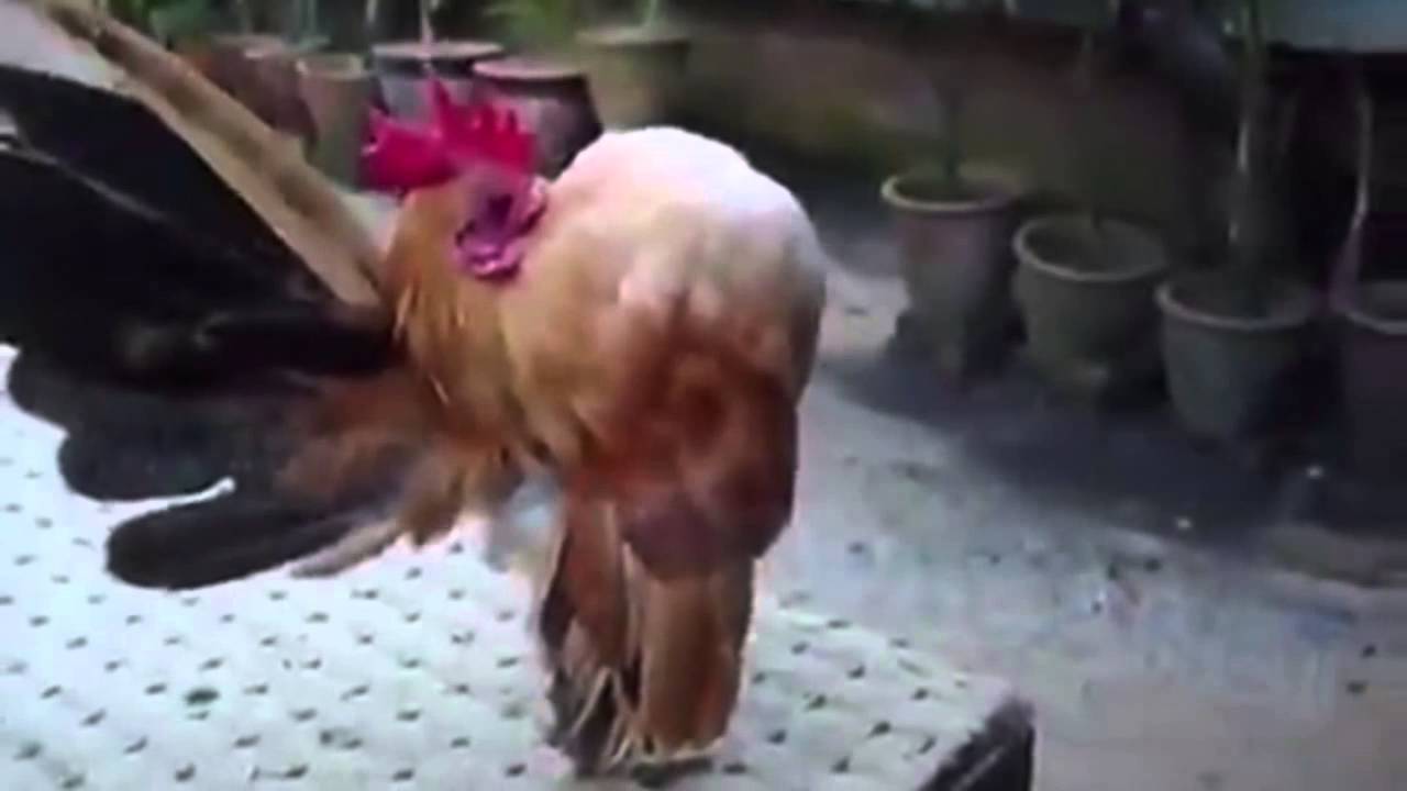 56 inch chest - YouTube