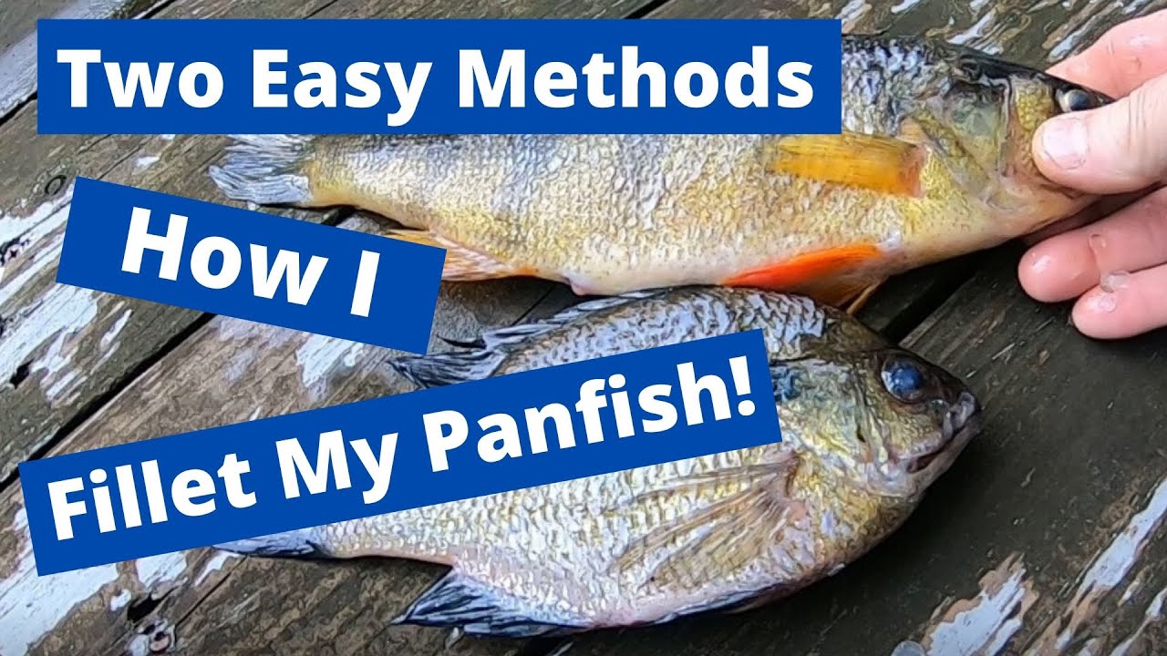 How To Fillet Perch And Other Panfish: Two Easy Methods! - YouTube