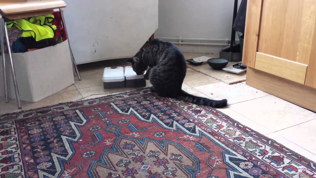Cornelius cat breaking into timer tray, part I - YouTube