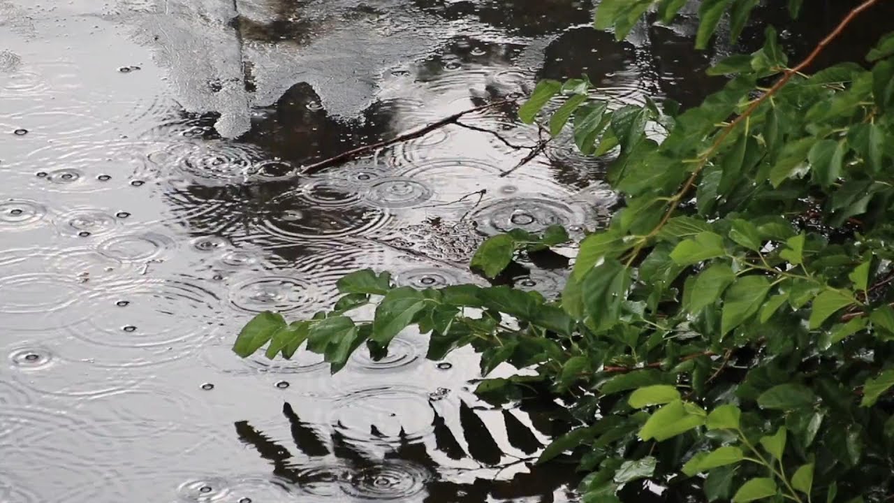 8 Hours of Relaxing Rainfall | Calm Rainfall - YouTube