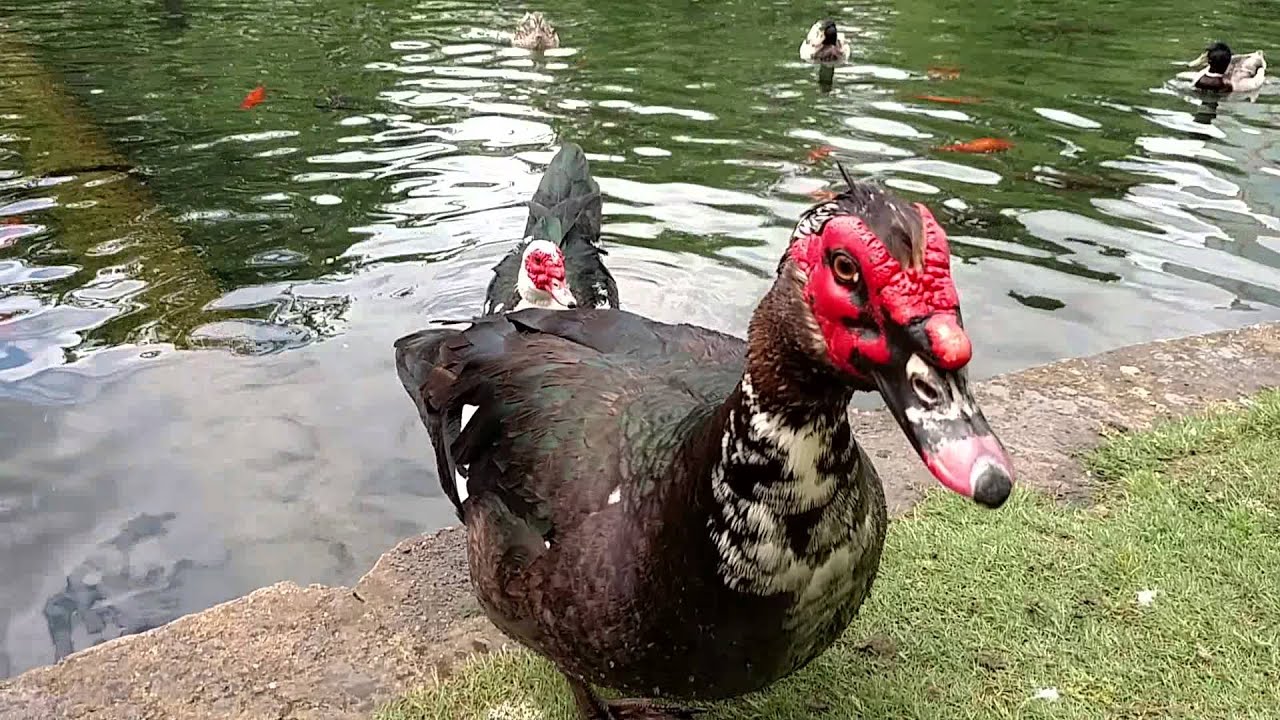 A duck that looks like "Darth Maul" - YouTube