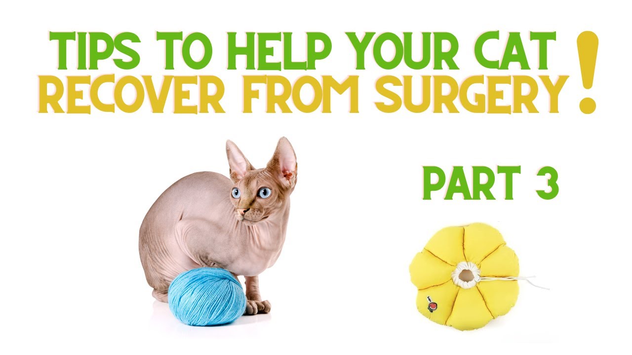 Spay / Neuter Surgery Recovery Tips for your Sphynx Cat - Part 3! - YouTube