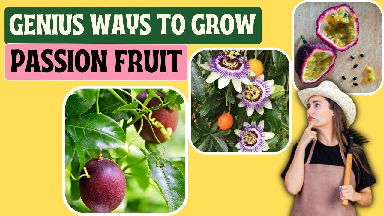 How To Grow A Ton of Passion Fruit At Home?🌱Quick Steps for Delicious ...