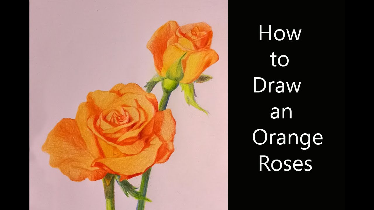How to Draw an Orange Roses. flower drawing. - YouTube