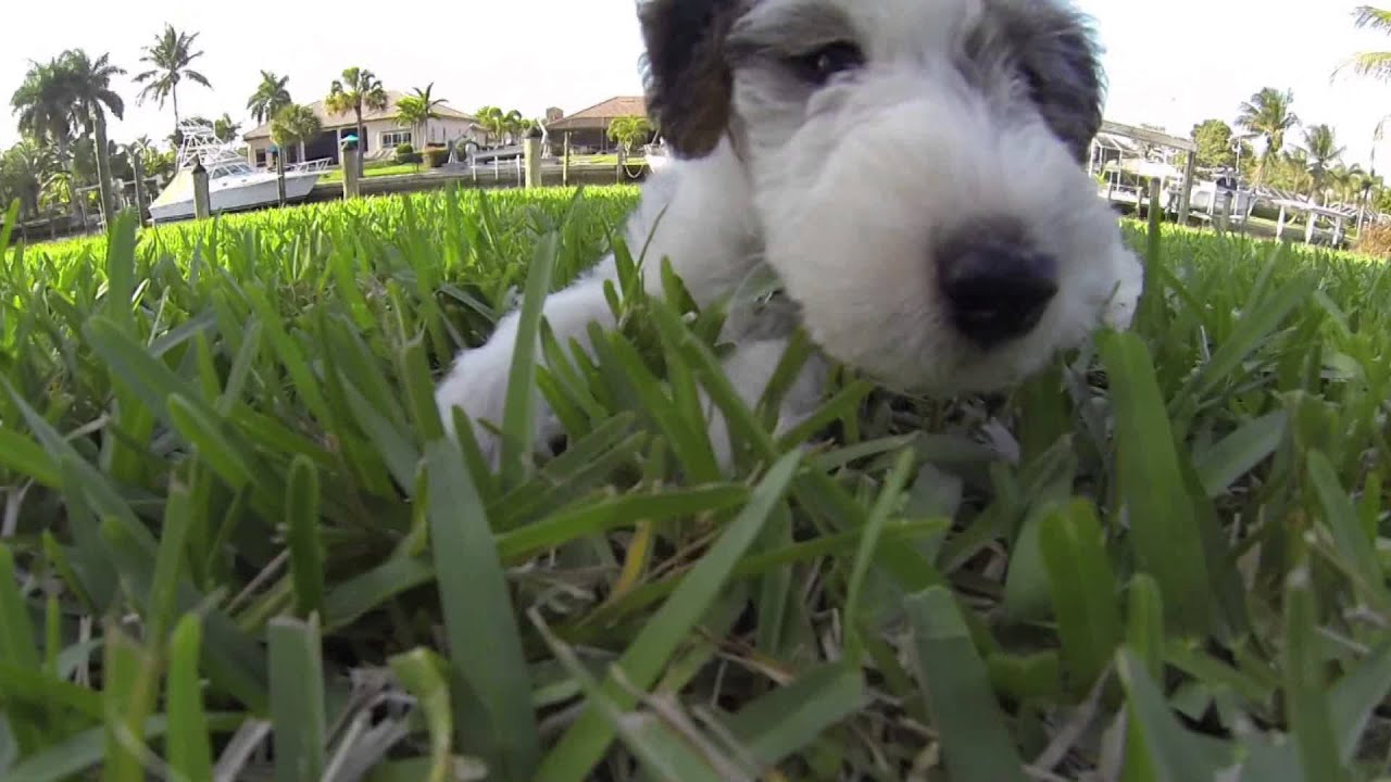 Bryson (from Birchhurst) Our 8 Week Old Wire Fox Terrier Puppy Sleeping ...