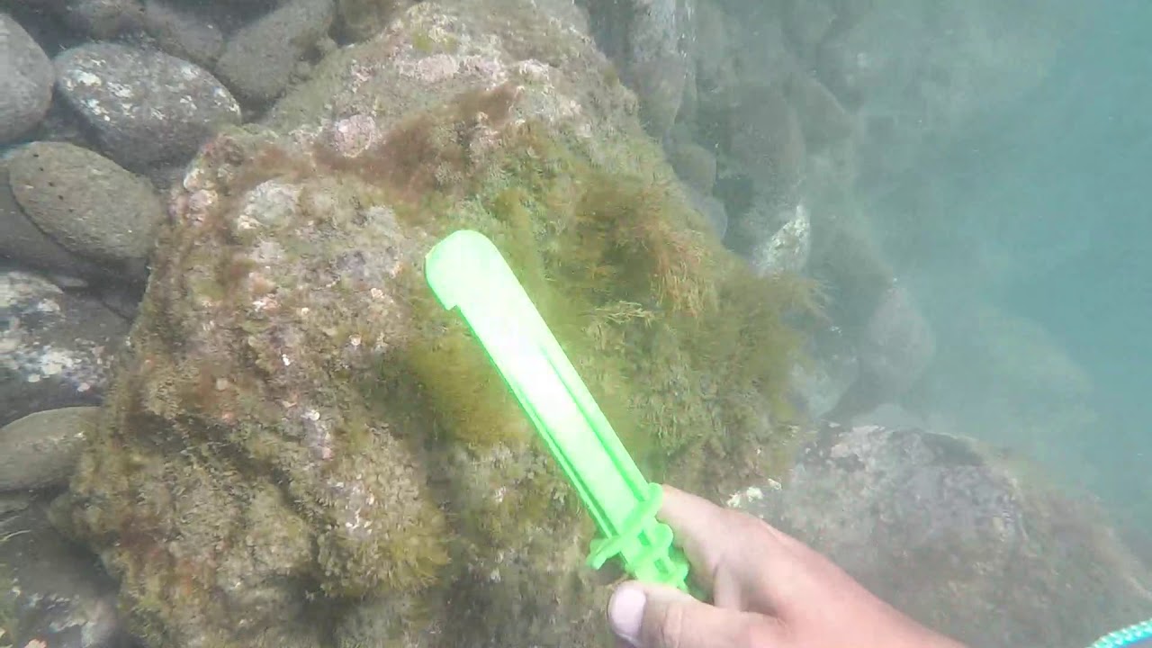 First Paua dive this Summer (2017) in New Plymouth - YouTube