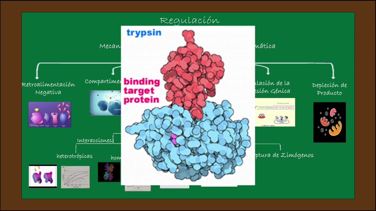 Regulación de actividad enzimática - YouTube