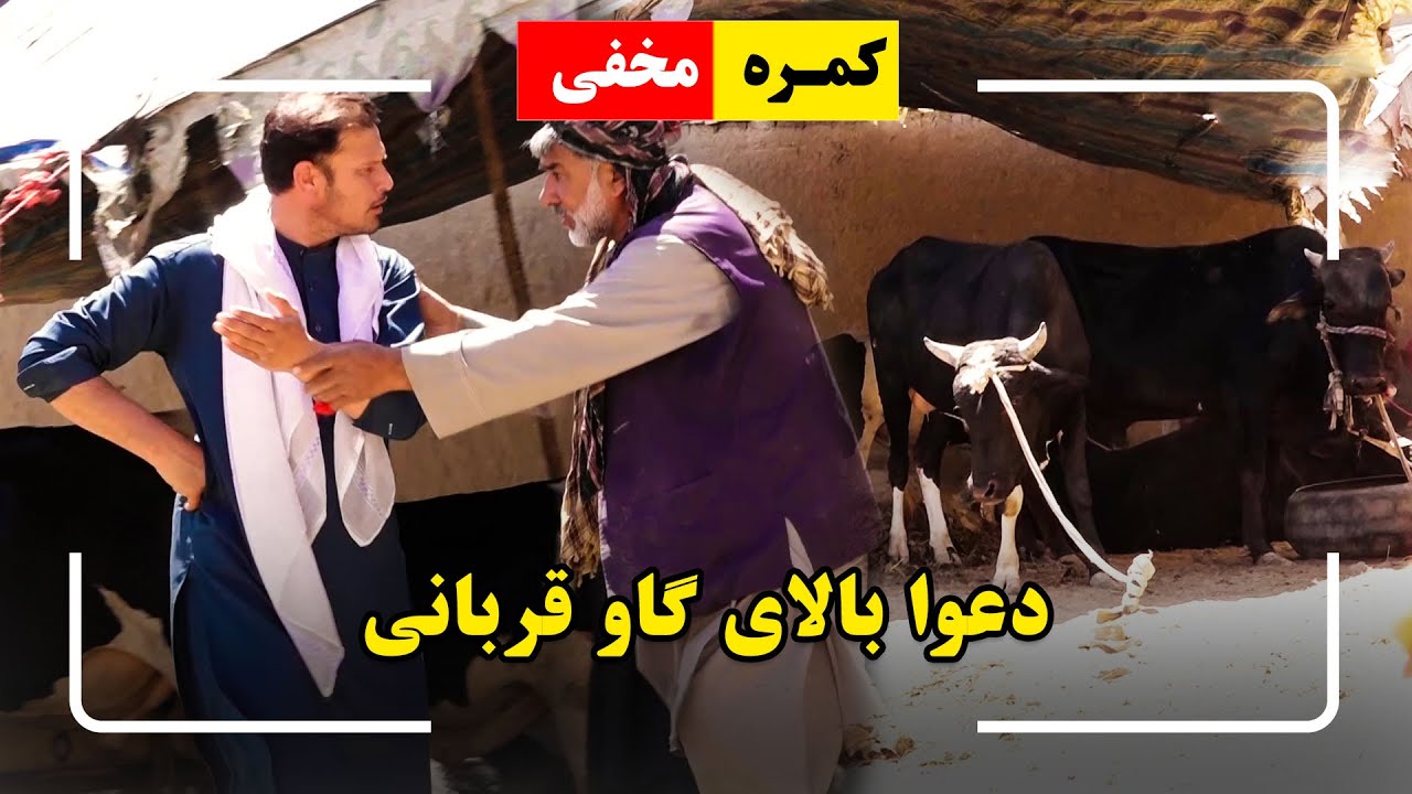Hidden Camera: Argue over the Qurbani cow / کمره مخفی: دعوا بالای گاو ...