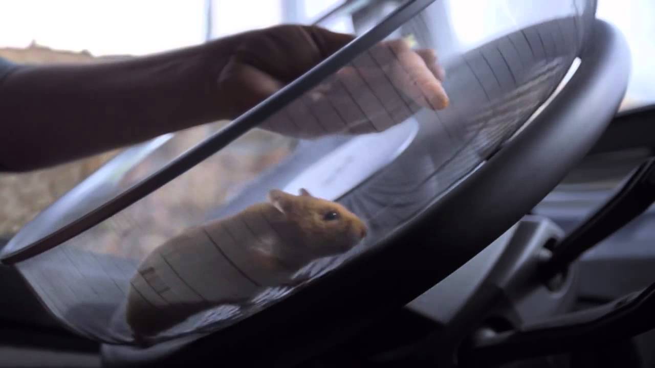 Volvo Trucks-The Hamster Stunt (Live Test 2) - YouTube