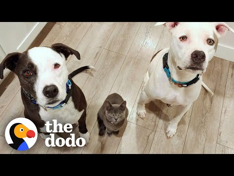 Kitten Is Obsessed with Pittie Brothers | The Dodo Odd Couples