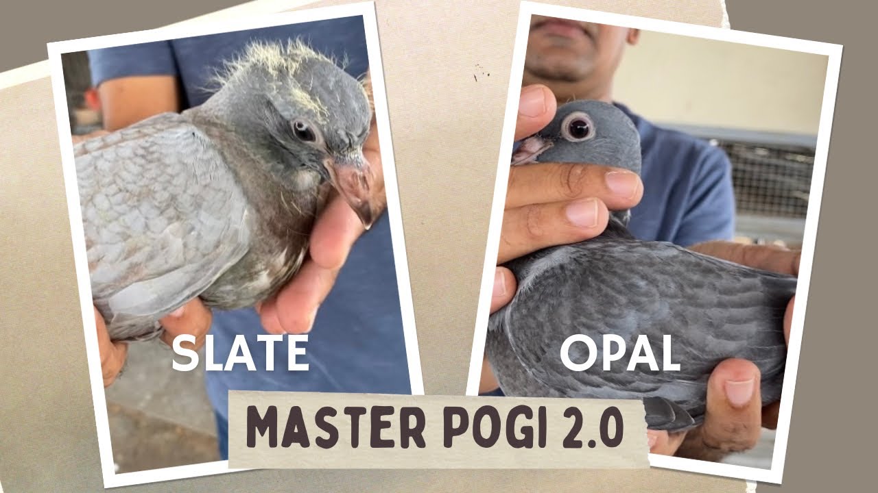 MASTER POGI 2.0 NAKAPAGPAANAK NG MARAMING OFF COLOR |Reggie Cruz Loft ...