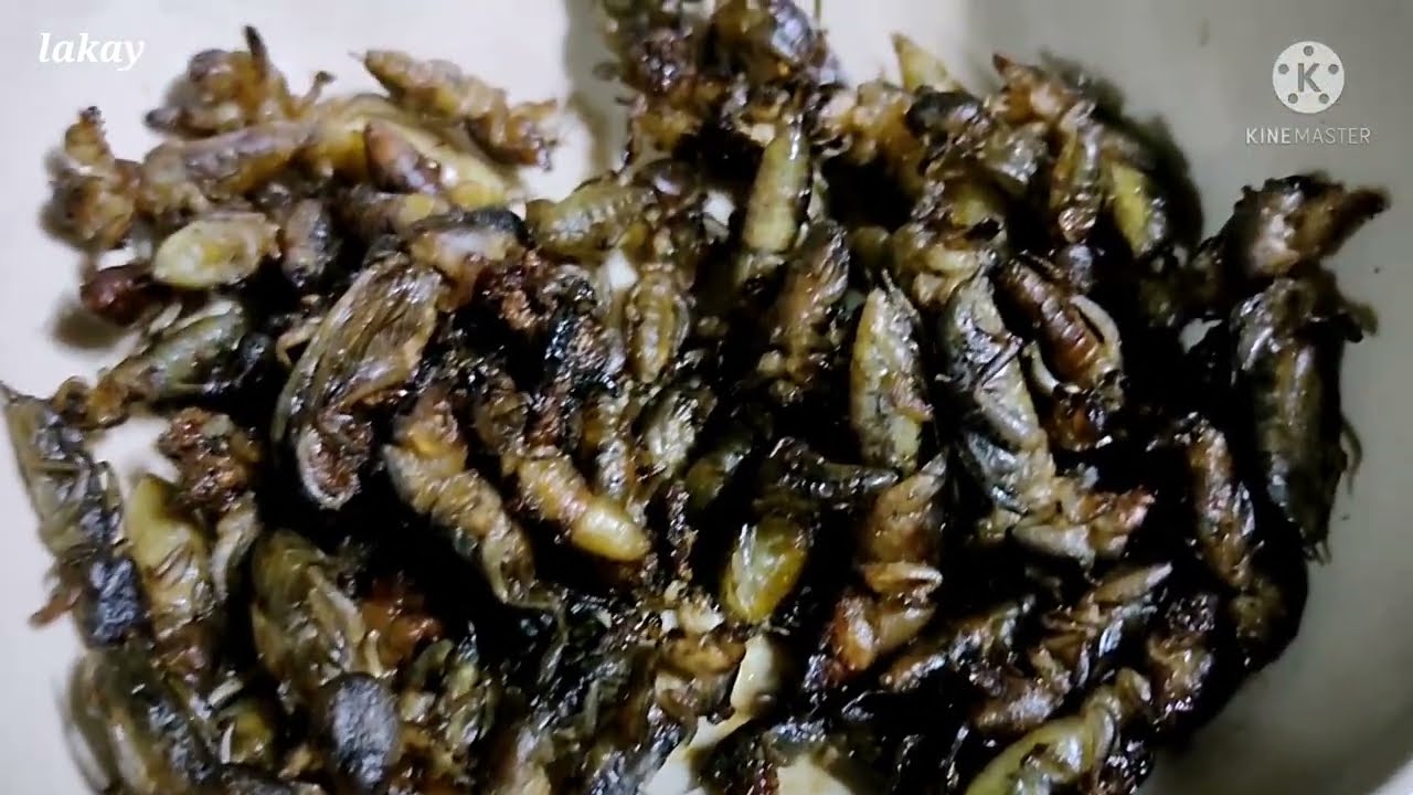 putulan masarap na inuman ararawan l cricket l insect l farm l exotic ...
